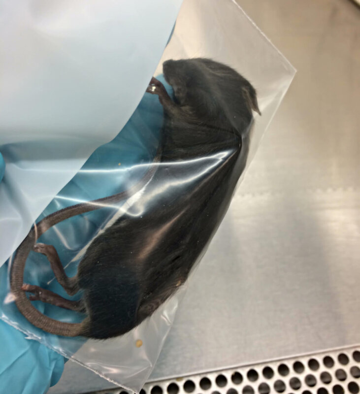 Undercover Video: Skulls Cut Open, Prolapsed Organs Untreated at ...