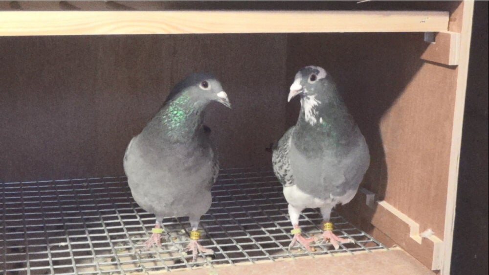 Breaking Investigation: Queen’s Pigeons Die in Smash Death Race - PETA UK