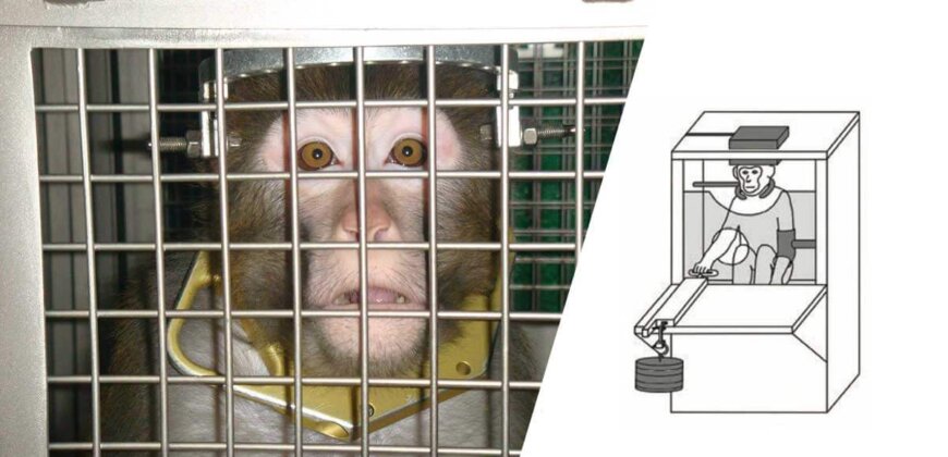Mutilated Monkeys Forced to Lift Weights