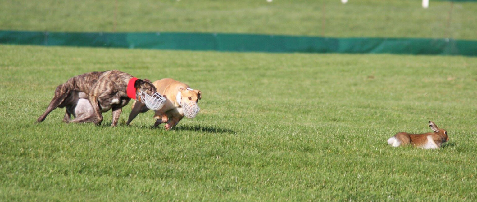 Hare Coursing Is Cruel – Let's Consign It to the History Books!