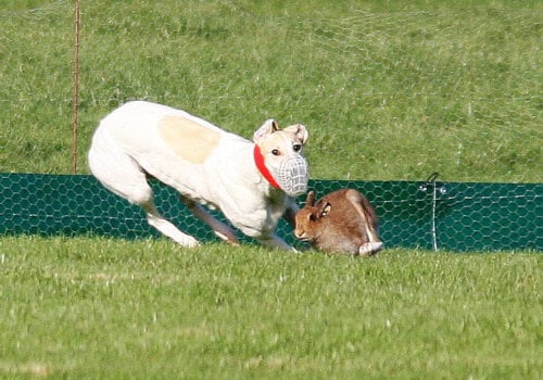 Hare Coursing Is Cruel – Let's Consign It to the History Books!