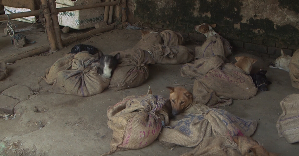 Manchester Lockdown Prompts Pandemic Message From PETA