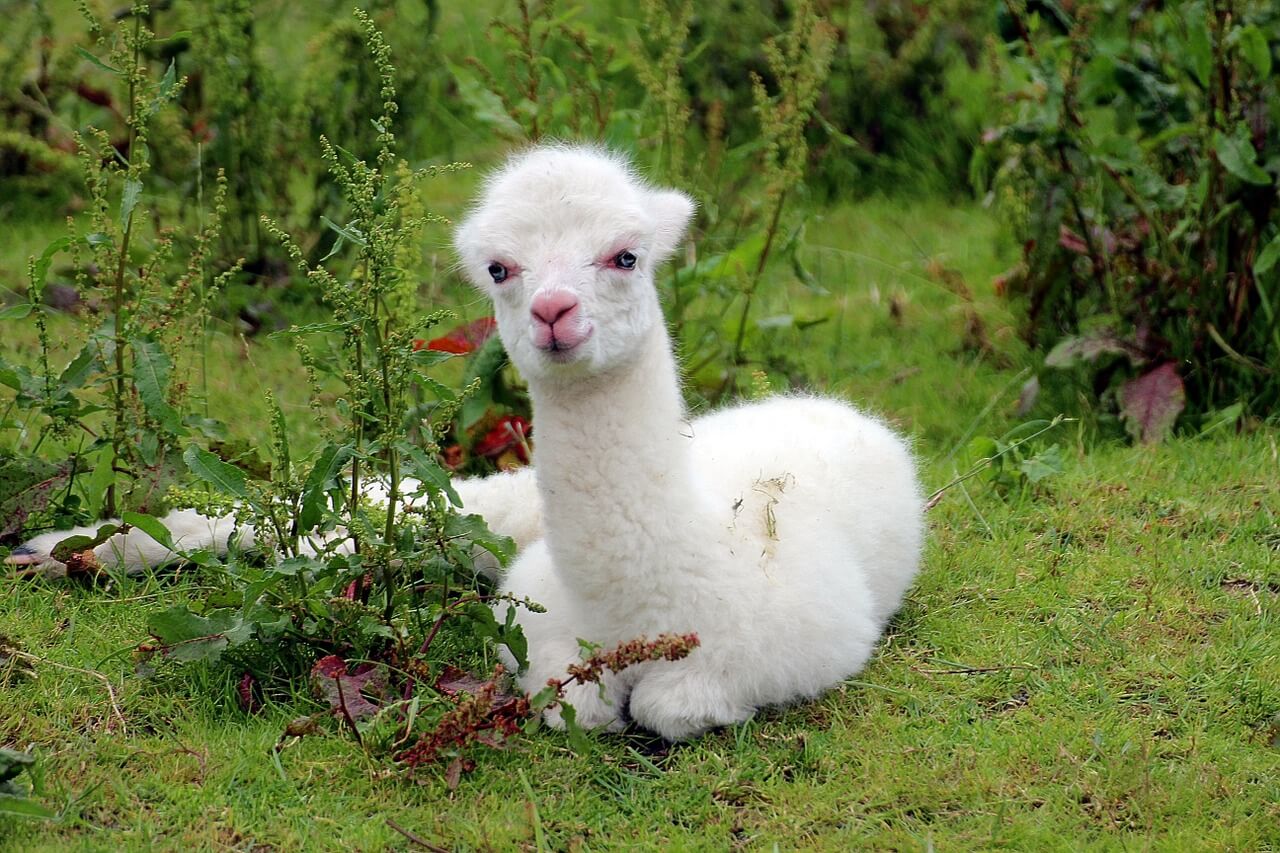 Newborn Alpaca