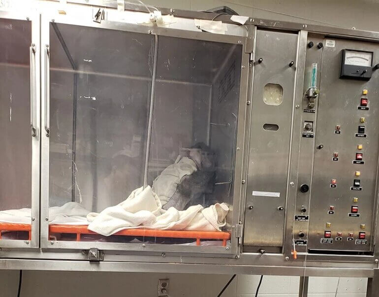 Video: Baboon Suffering and Death in US Organ-Transplant Laboratory