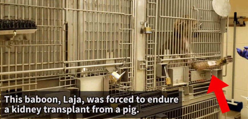 Video: Baboon Suffering and Death in US Organ-Transplant Laboratory