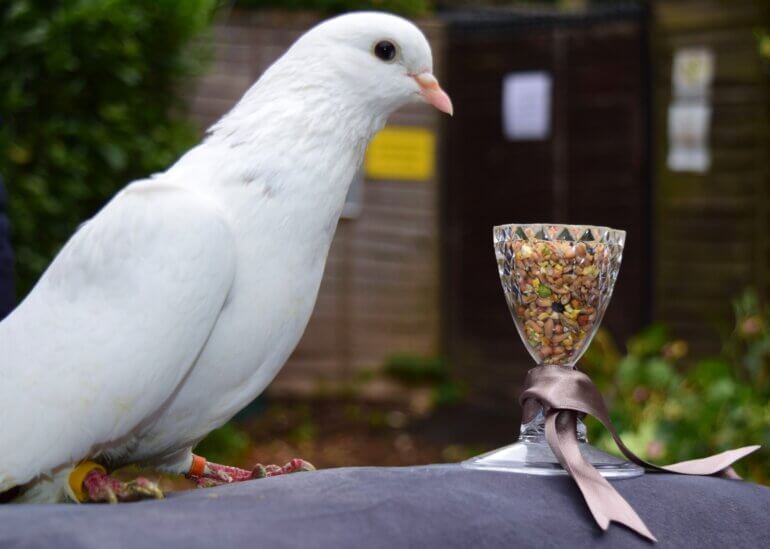 PETA's Anniversary Present to the Queen Is … a Rescued Pigeon!