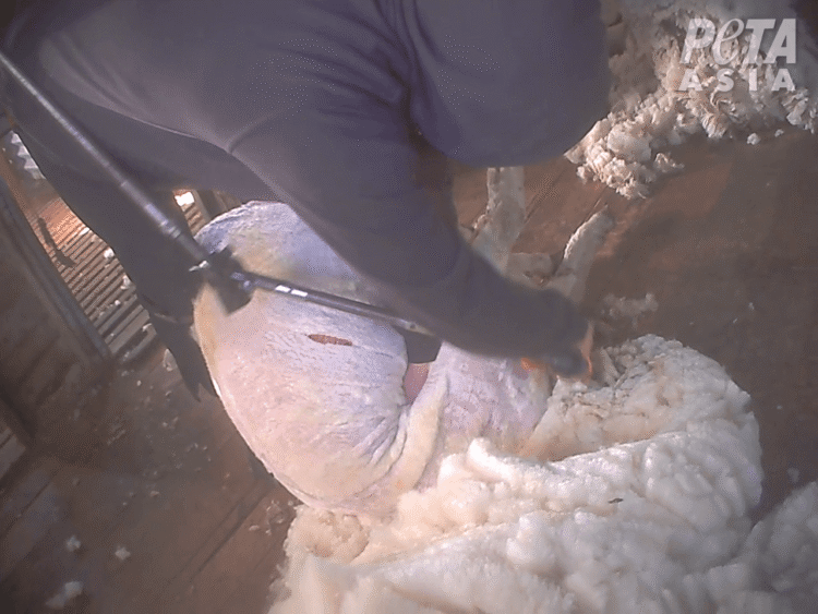 BREAKING EXPOSÉ: Pregnant Sheep Suffering From a Vaginal Prolapse Is ...