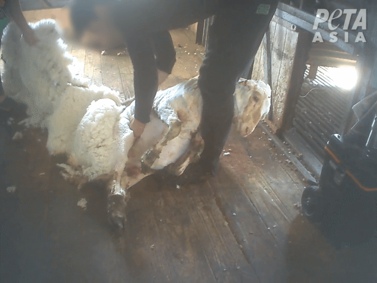 BREAKING EXPOSÉ: Pregnant Sheep Suffering From a Vaginal Prolapse Is ...