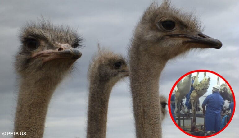 The 2024 Victoria’s Secret Show Didn’t Use a Single Bird Feather