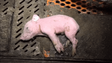 Meet James Cromwell’s New ‘Babe’: A Rescued Piglet Who Fell Off a Meat ...