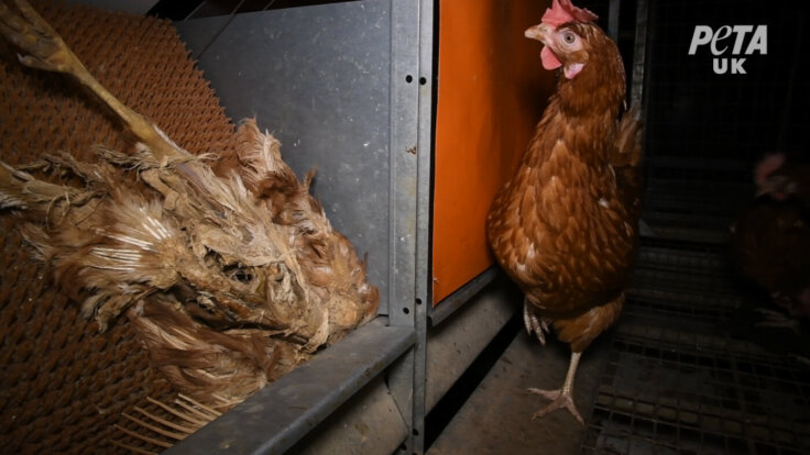 PETA Exposé: Crappy Eggs, Not Happy Eggs - PETA UK