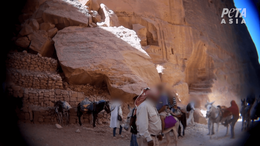 Animals Beaten and Whipped in ‘Lost City’ of Petra - PETA UK