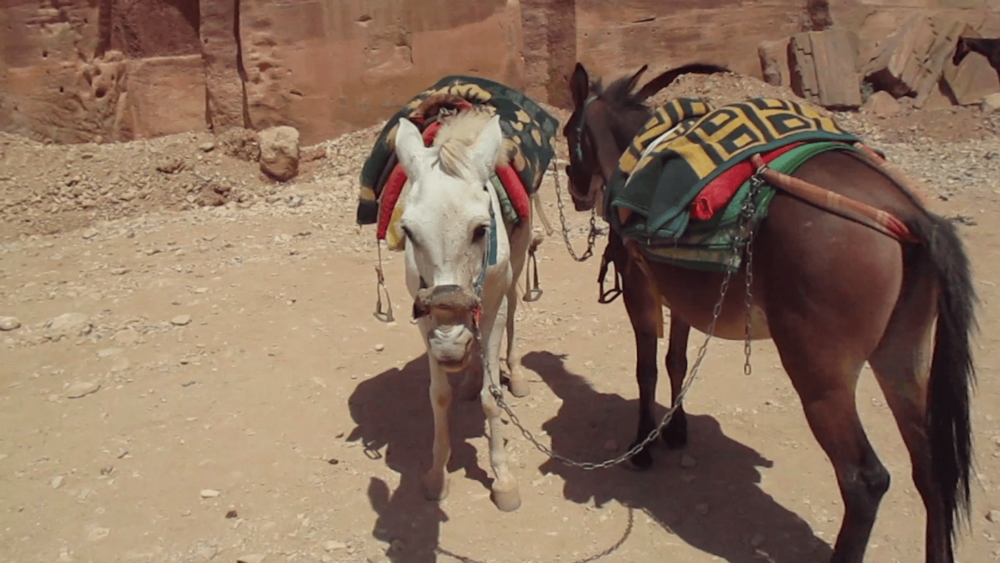 Animals Beaten and Whipped in ‘Lost City’ of Petra - PETA UK