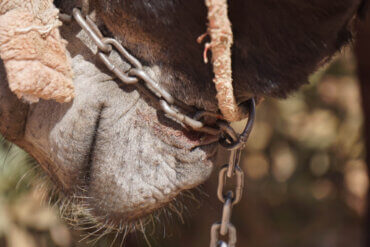 Animals Beaten and Whipped in ‘Lost City’ of Petra - PETA UK
