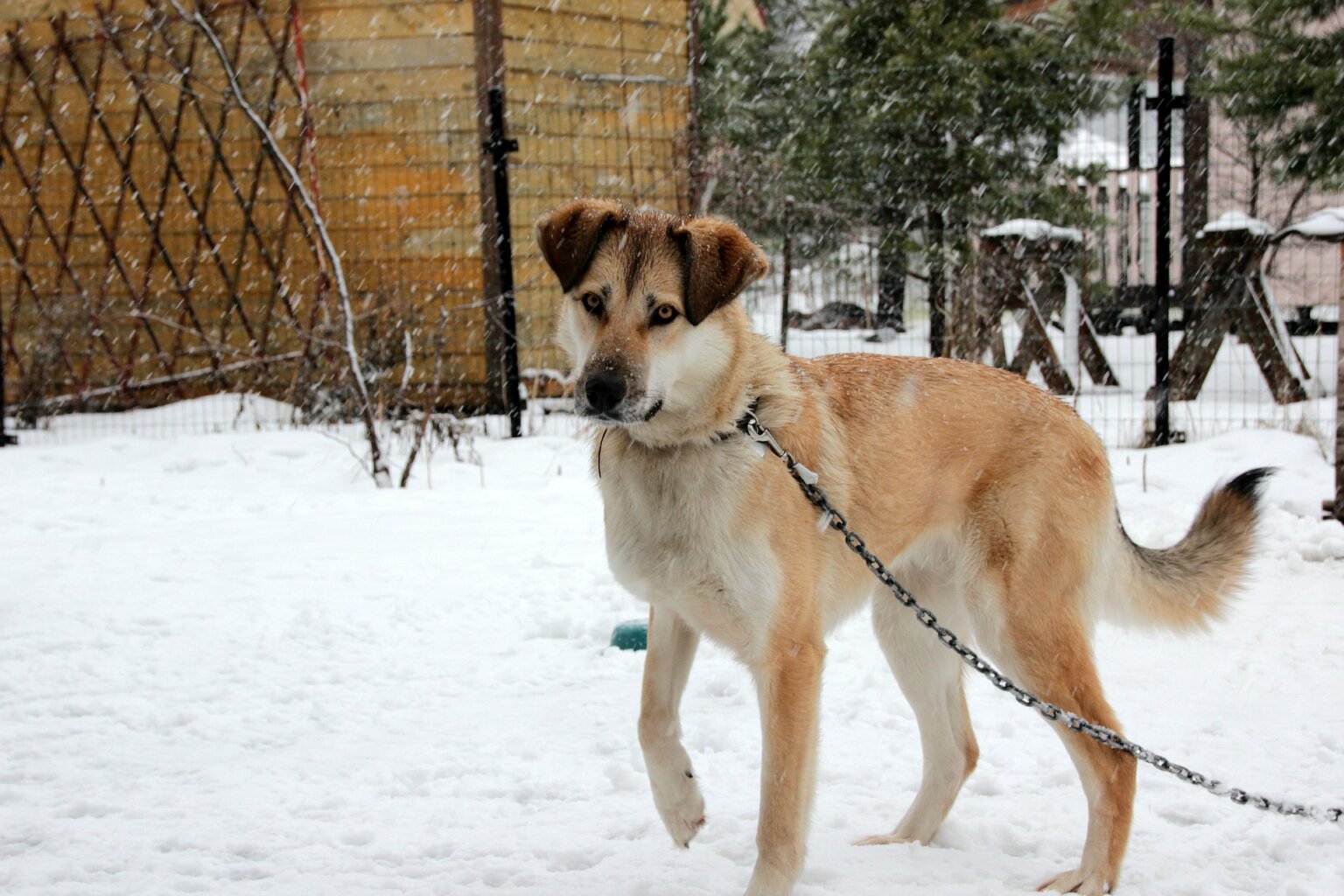 Here’s How You Can Help Homeless Animals in Romania This Winter