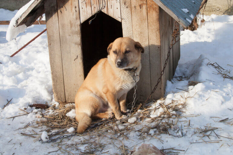 Here’s How You Can Help Homeless Animals in Romania This Winter