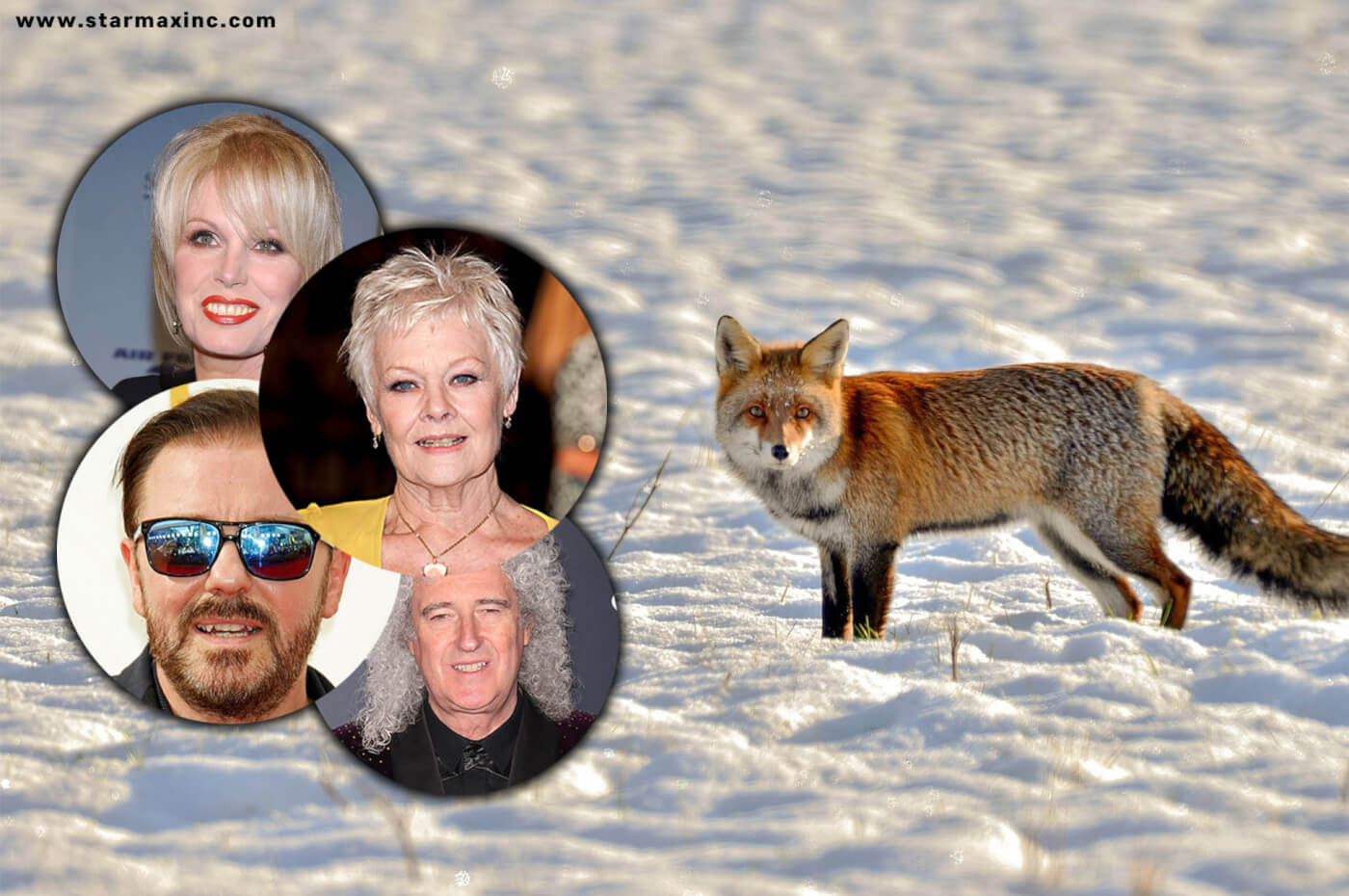 Celebrities and Animal Protection Groups Band Together for a # ...