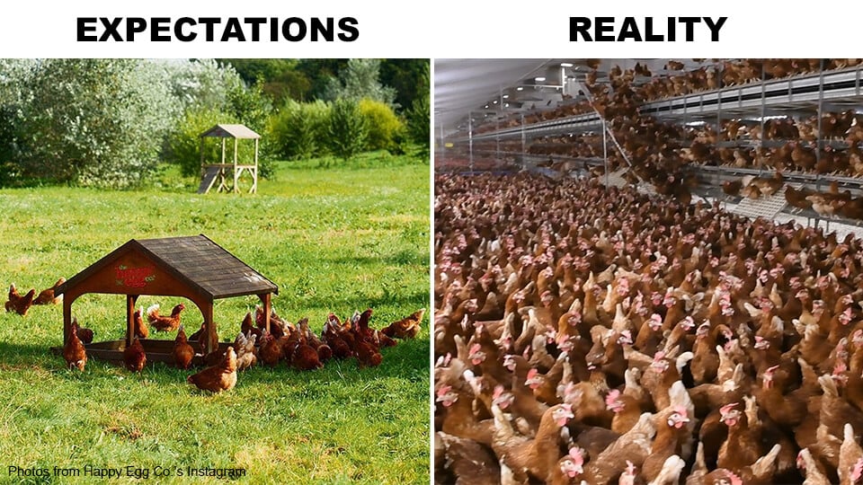 PETA Exposé: Crappy Eggs, Not Happy Eggs - PETA UK