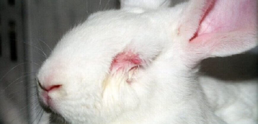 PETA Science Consortium Donates Over £14,000 of Equipment to Spare ...