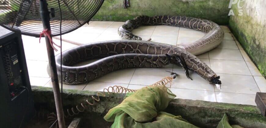 Exotic Skins Exposed: Snakes Inflated to Death, Crocodiles Stabbed ...