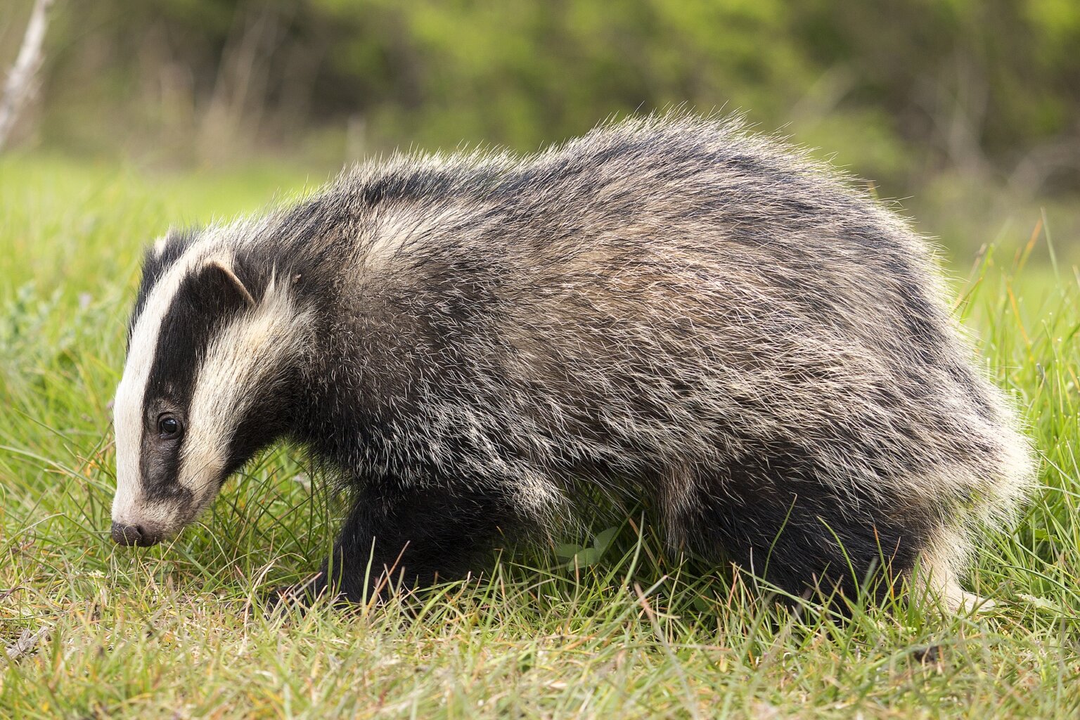 Great News! Wilkinson Sword Bans Badger-Hair Brushes