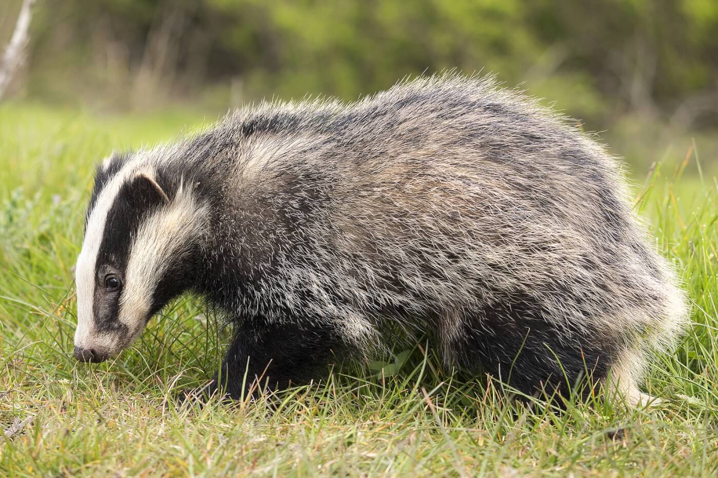 Great News! Wilkinson Sword Bans Badger-Hair Brushes