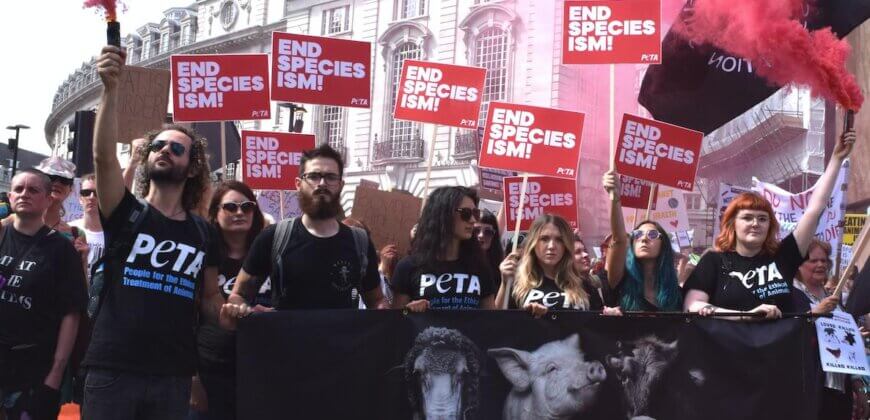 Animal Protection Groups United Against Anti-Protest Bill