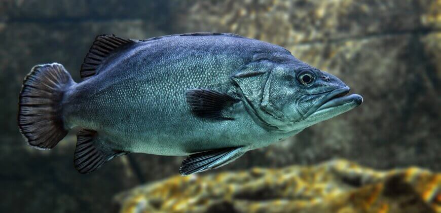 PETA Calls For ‘a Change in Mindset’ This Good Friday With Vegan Fish