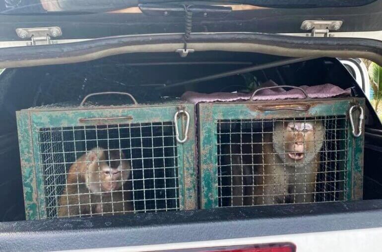 PETA Asia Rescues Chained Monkeys From Cruel Thai Coconut Industry