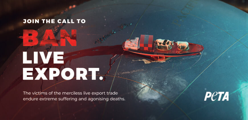 New PETA Billboard Goes Up to Bring Live Exports Down