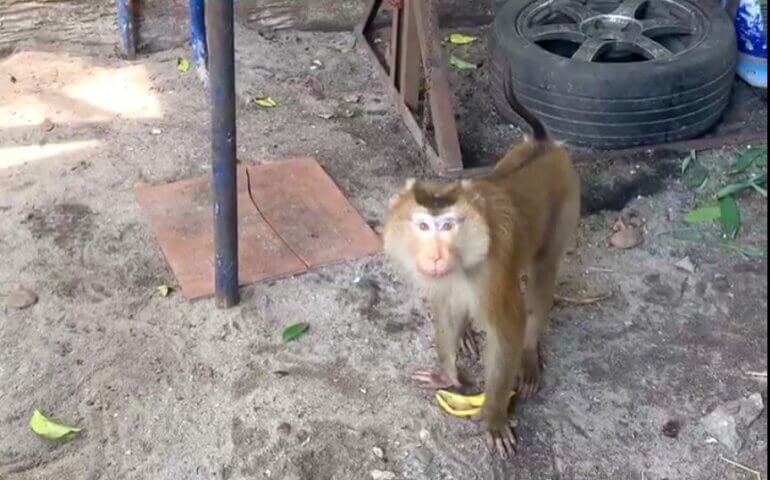 PETA Asia Rescues Chained Monkeys From Cruel Thai Coconut Industry
