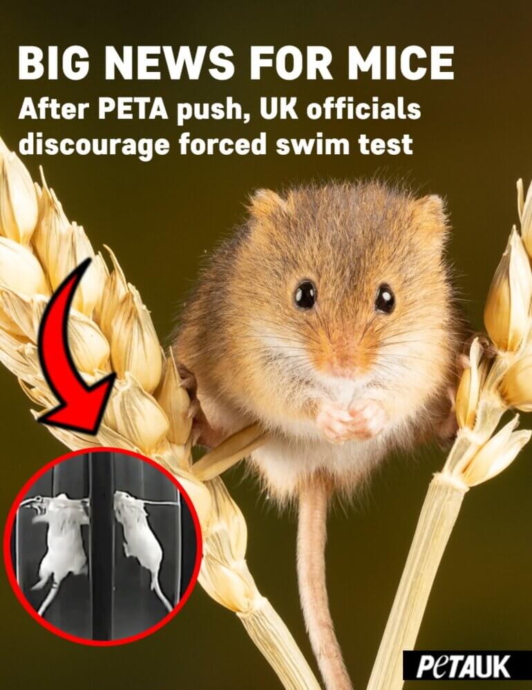 After PETA Push, UK Officials Discourage Forced Swim Test