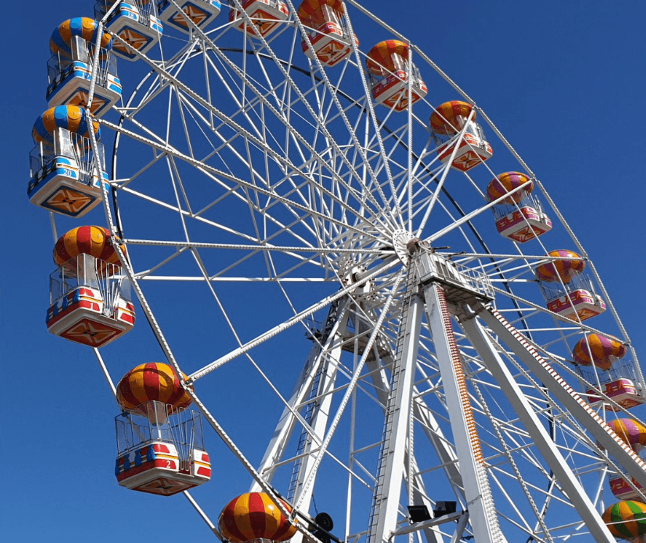 14 Alternatives to Visiting the Zoo - PETA UK