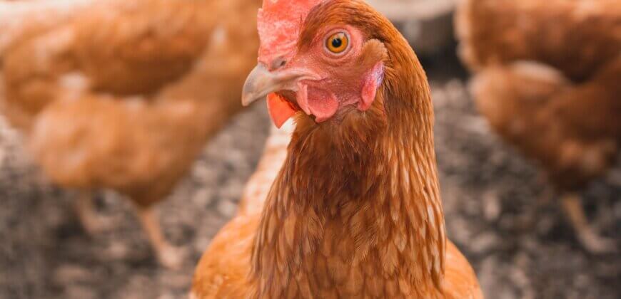 Our Appetite for Chicken Flesh Is Destroying the Planet