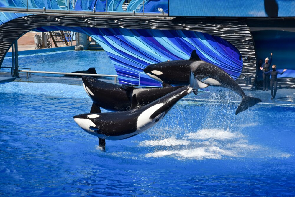 PETA’s Campaign to End TUI’s Support of Orca Abuse