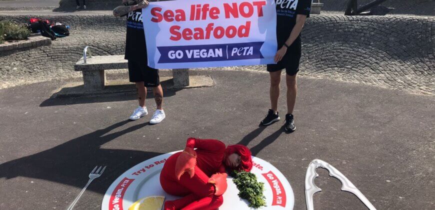 Fish Feel Pain – PETA Urges Weymouth Locals Leave Fish and Lobsters in ...