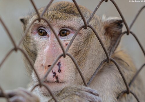 5 Actions of the Month to Help End Speciesism - PETA UK