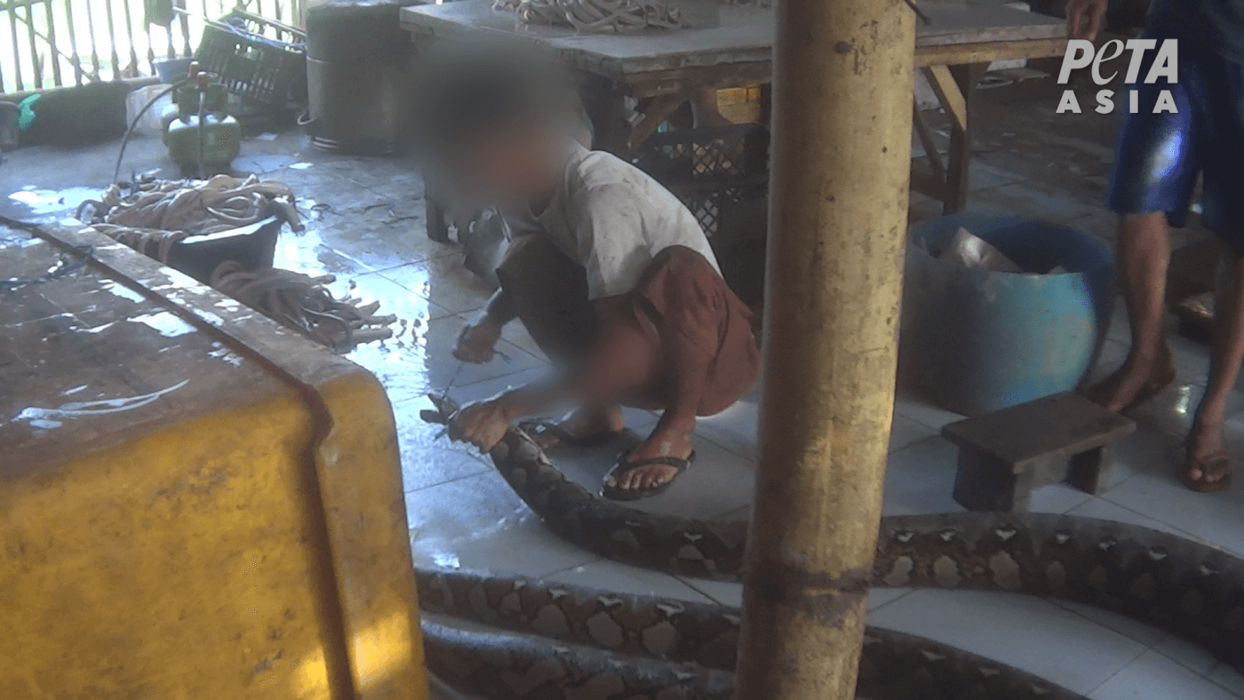 Stop the Massacre: PETA US Urges LVMH and Hermès to Drop Exotic Skins ...