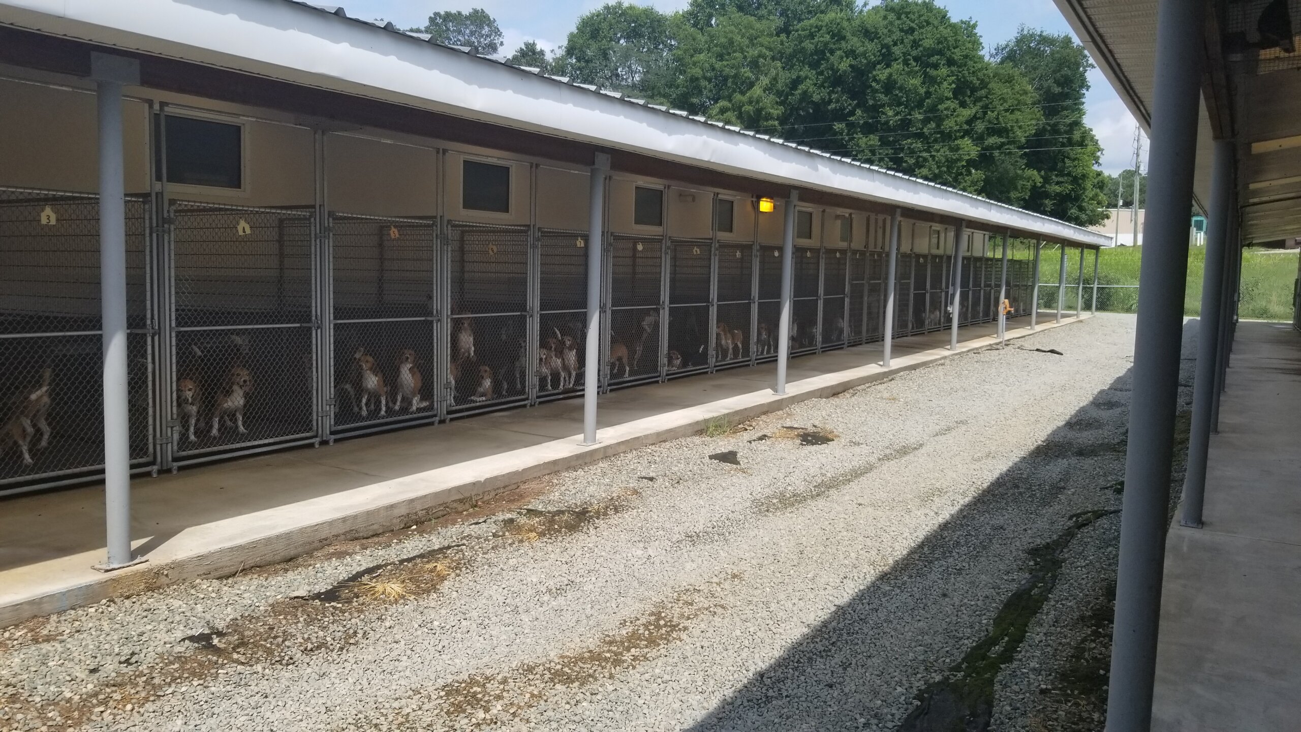 New Footage: Beagles ‘Factory-Farmed’ and Sold for Experimentation ...