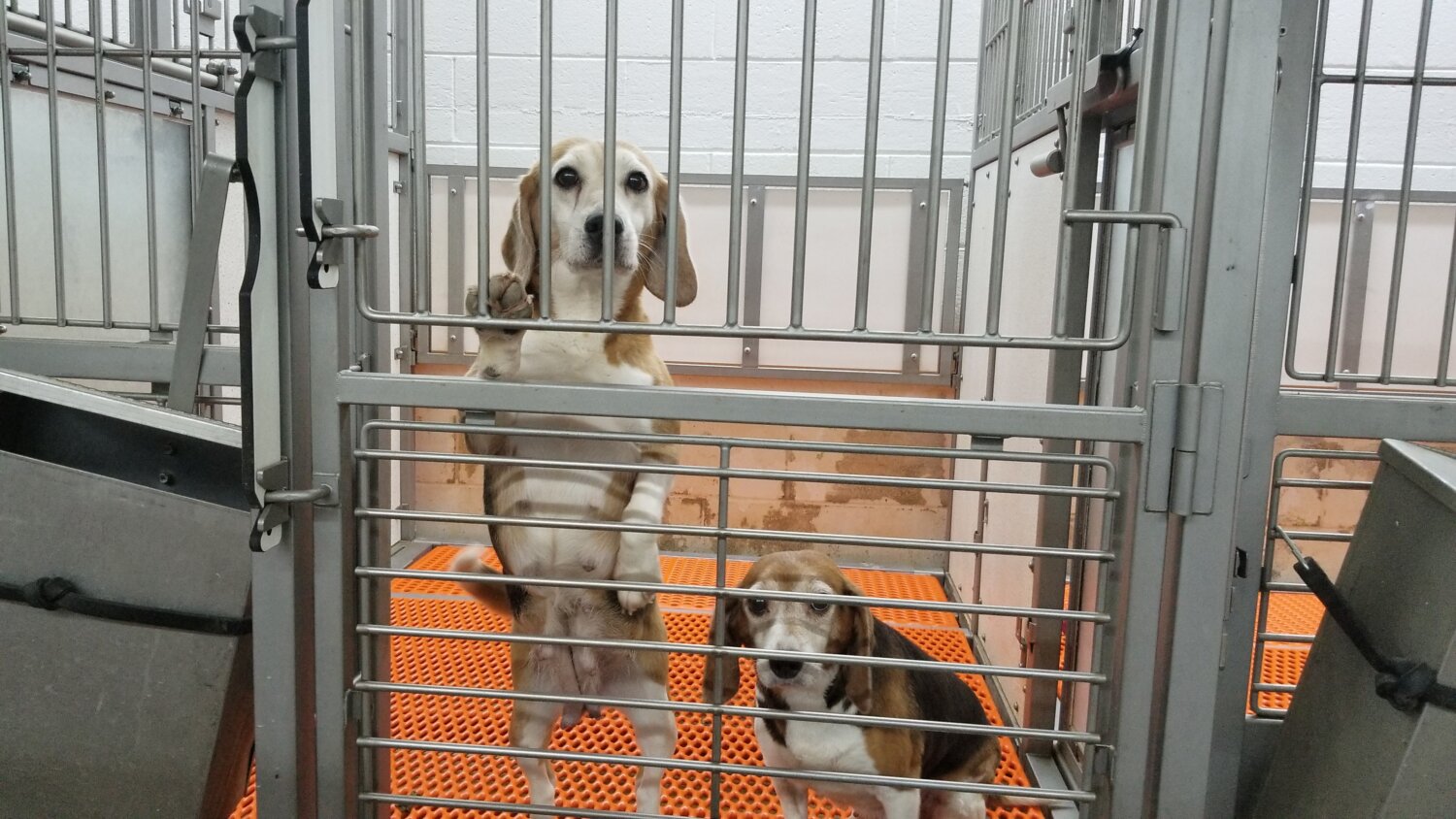 New Footage: Beagles ‘Factory-Farmed’ and Sold for Experimentation ...