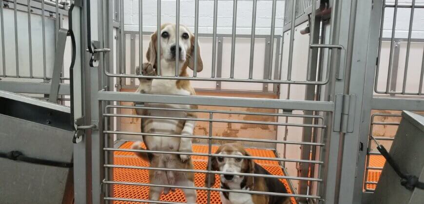 New Footage: Beagles ‘Factory-Farmed’ and Sold for Experimentation ...