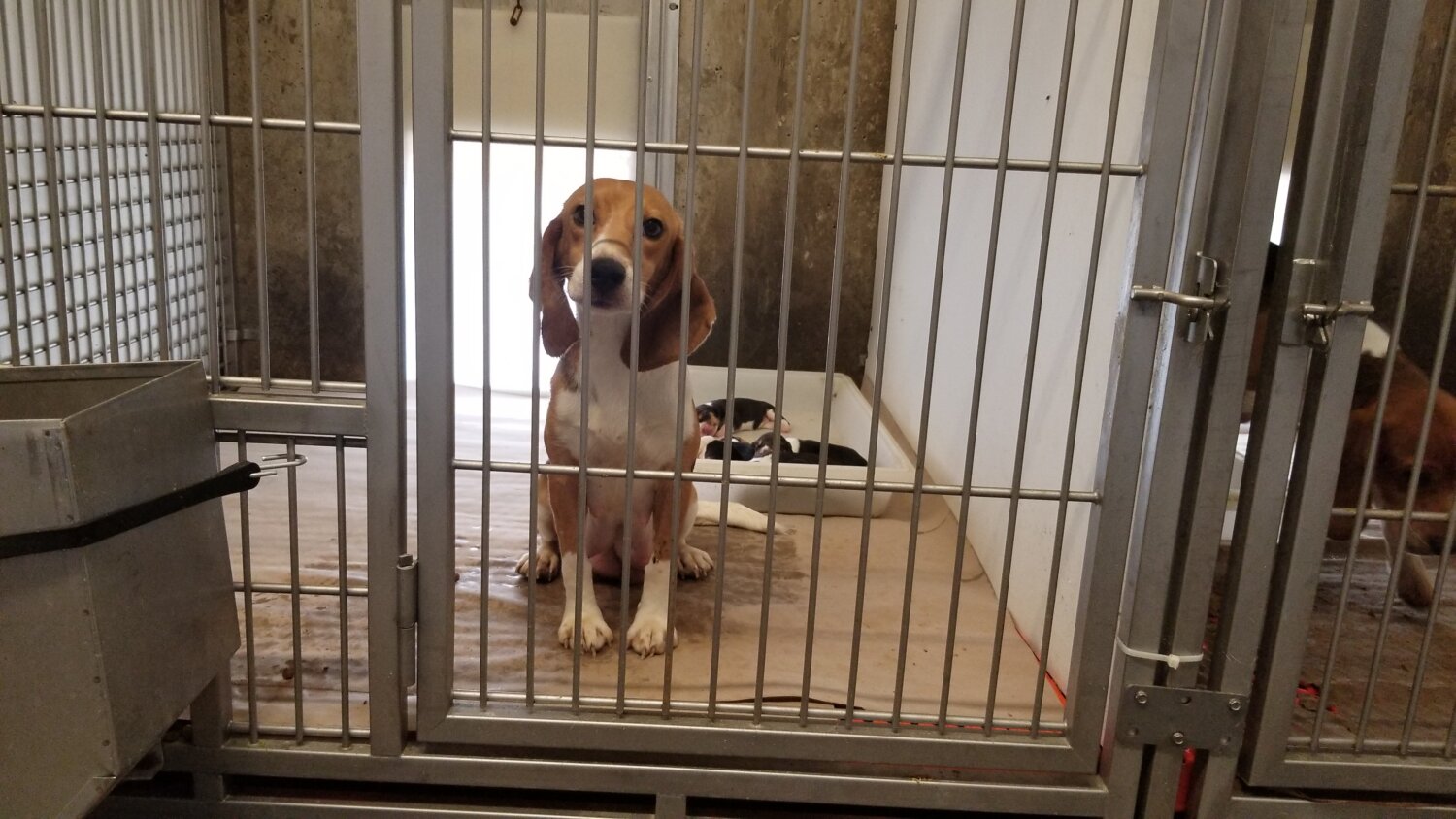 New Footage: Beagles ‘Factory-Farmed’ and Sold for Experimentation ...