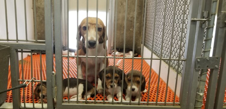 New Footage: Beagles ‘Factory-Farmed’ and Sold for Experimentation ...