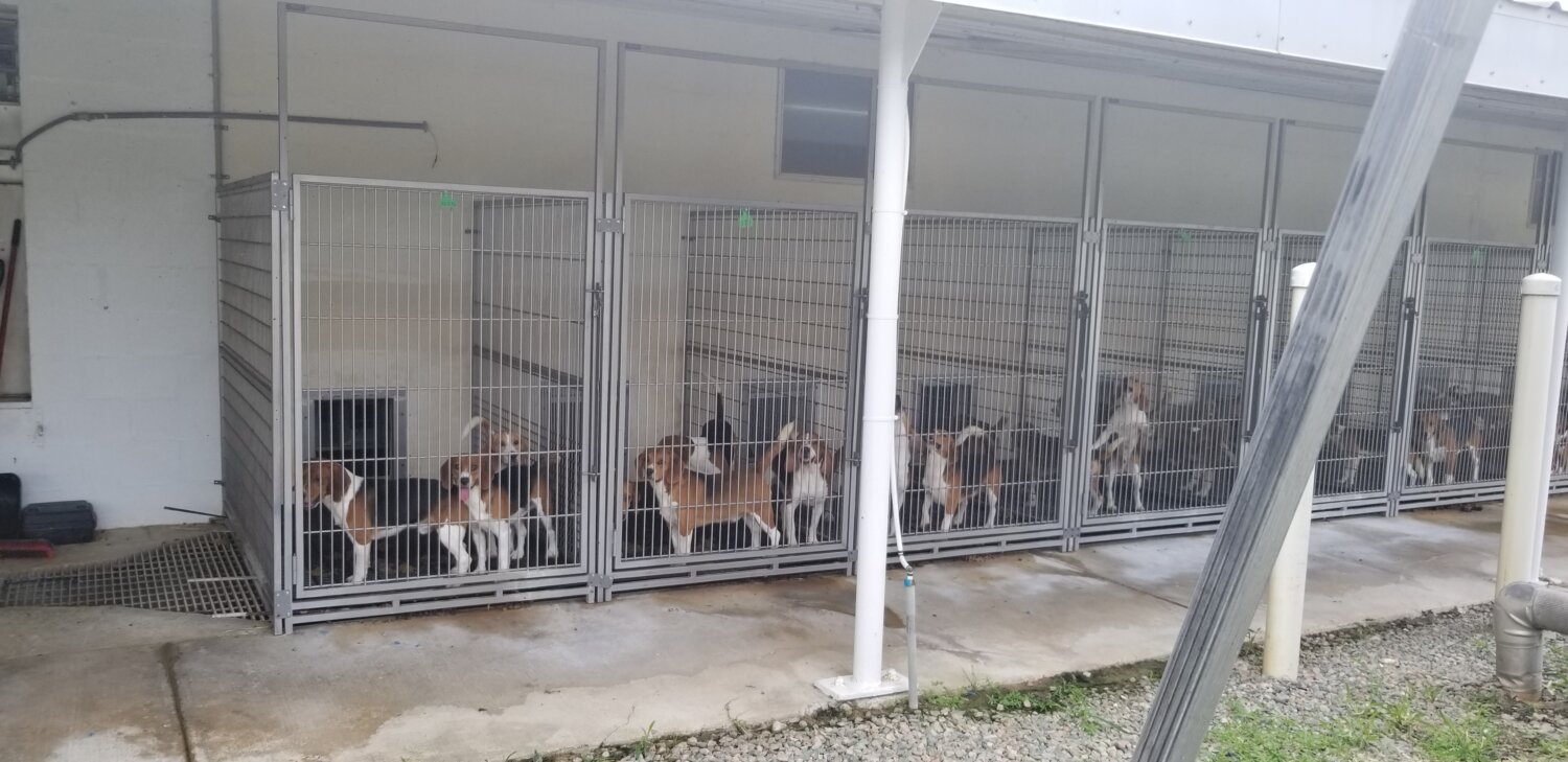 New Footage: Beagles ‘Factory-Farmed’ and Sold for Experimentation ...