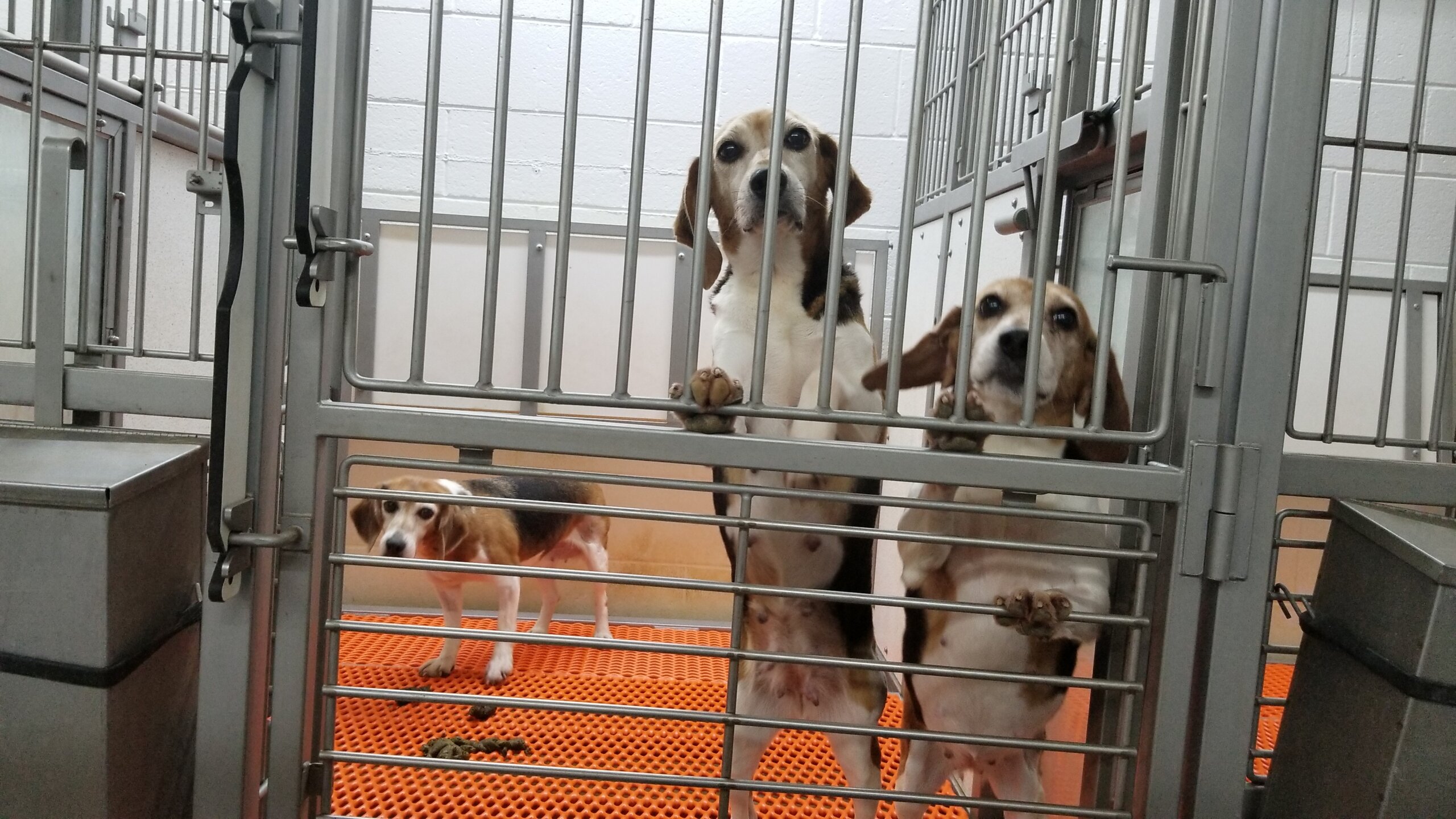 New Footage: Beagles ‘Factory-Farmed’ and Sold for Experimentation ...