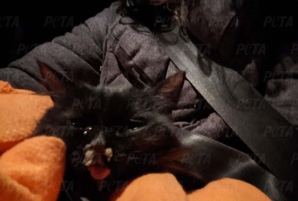 PETA Entities Are in Ukraine, Moving Mountains to get to Animals in Need