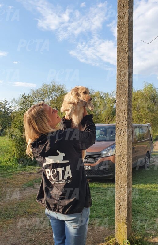 PETA Entities Are in Ukraine, Moving Mountains to get to Animals in Need