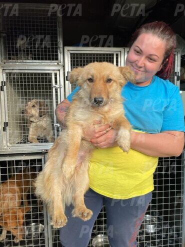 PETA Entities Are in Ukraine, Moving Mountains to get to Animals in Need