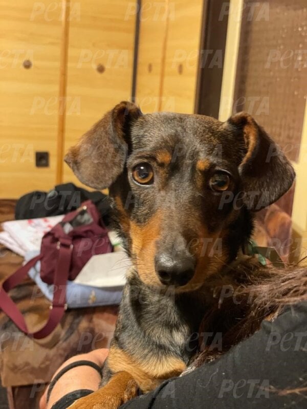 PETA Entities Are in Ukraine, Moving Mountains to get to Animals in Need