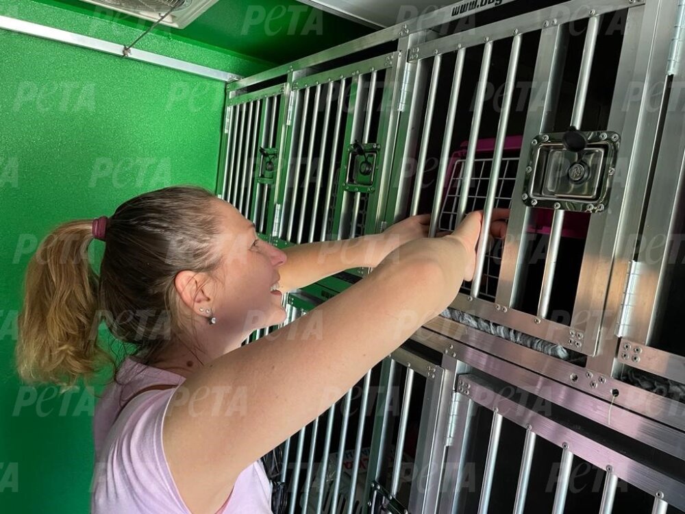 PETA Entities Are in Ukraine, Moving Mountains to get to Animals in Need